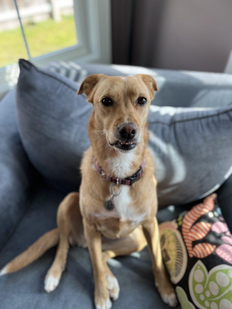 Gender Rebels of Greek Mythology: Artemis (The Show Notes) - Ancient ...